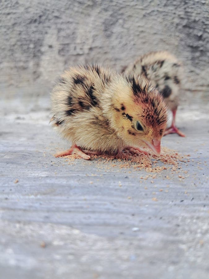 Quail chicks in a brooder stock photo. Image of flower - 192902698