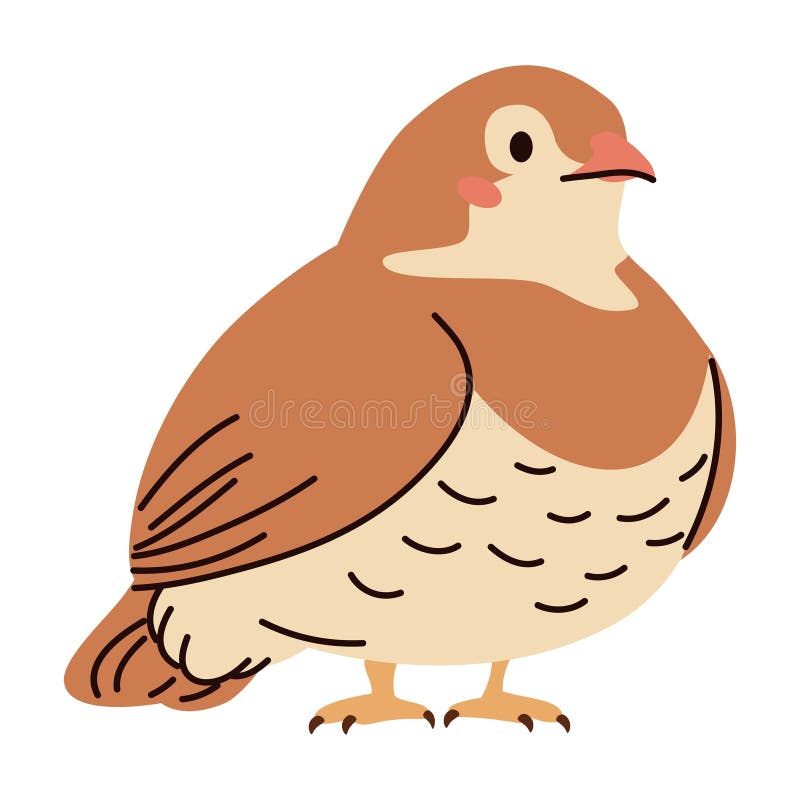 Cute Quail on White Background. Flat Vector Illustration in Simple ...