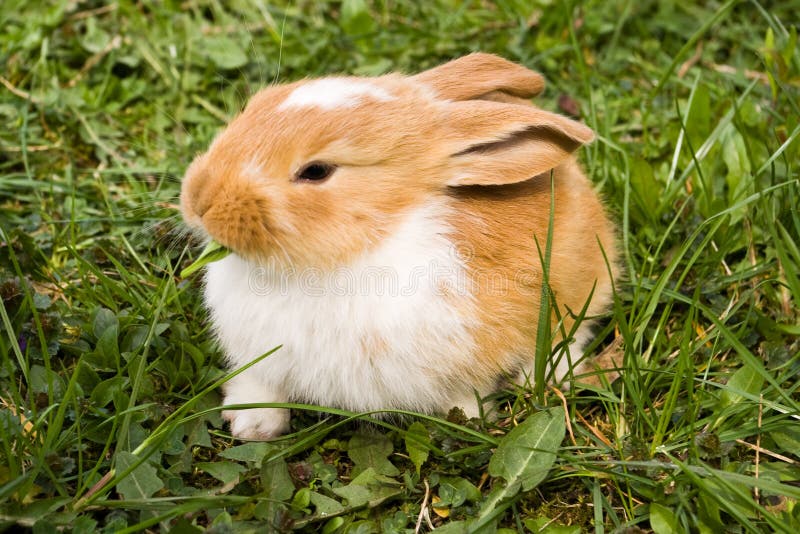 Cute rabbit stock photo. Image of cute, rodent, farm - 13010640