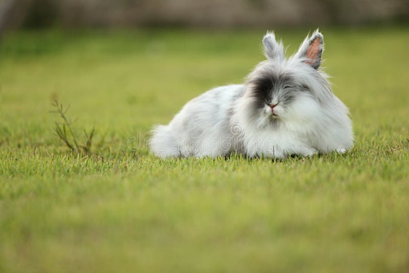 Cute Rabbit stock image. Image of beauty, field, countryside - 17718977