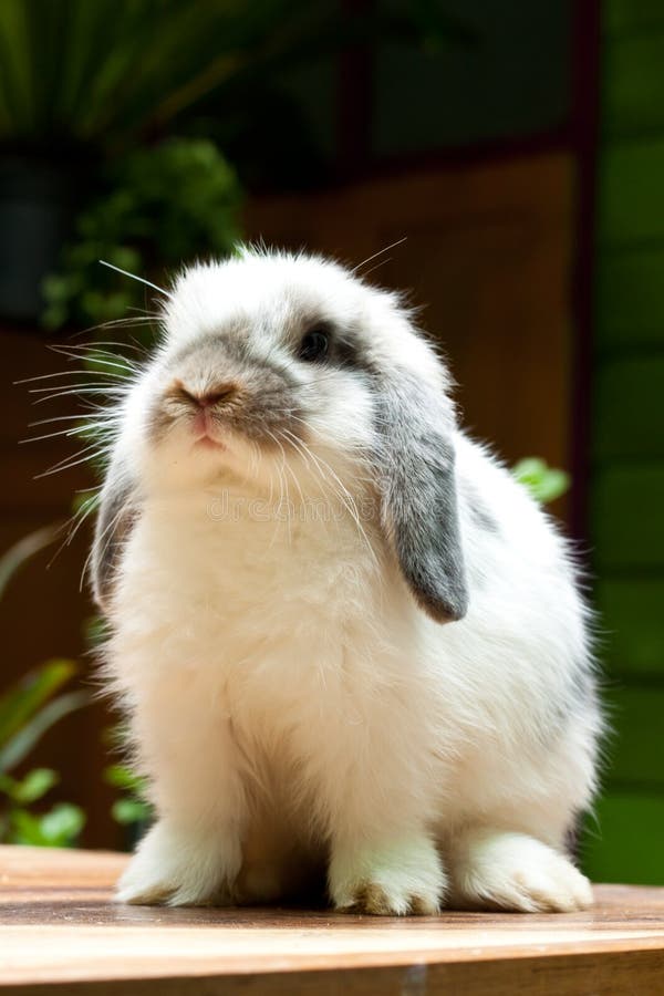 Cute rabbit stock image. Image of looking, rodent, furry - 20451301