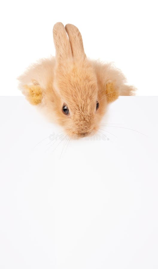 Cute rabbit stock photo. Image of billboard, holiday - 22743324