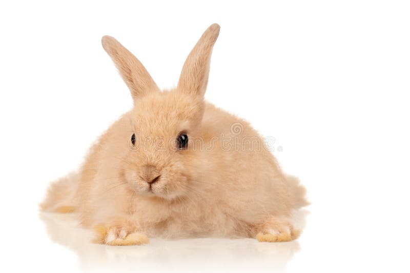 Back View of a Cute Brown Little Rabbit Stock Photo - Image of whiskers ...