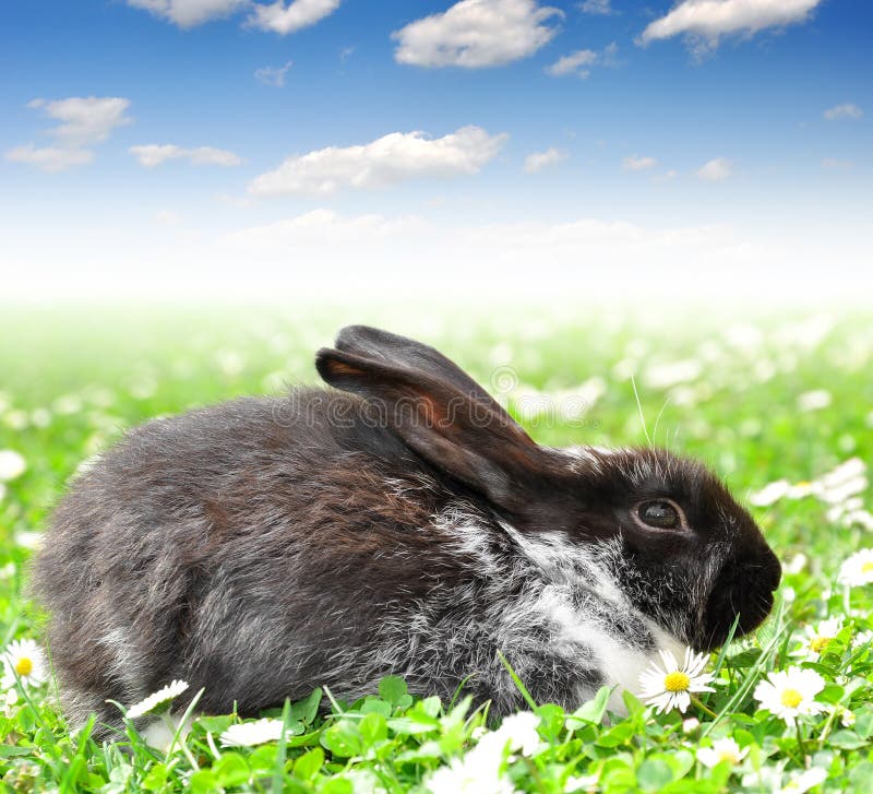 Cute Rabbit stock image. Image of daisy, meadow, green - 23073293