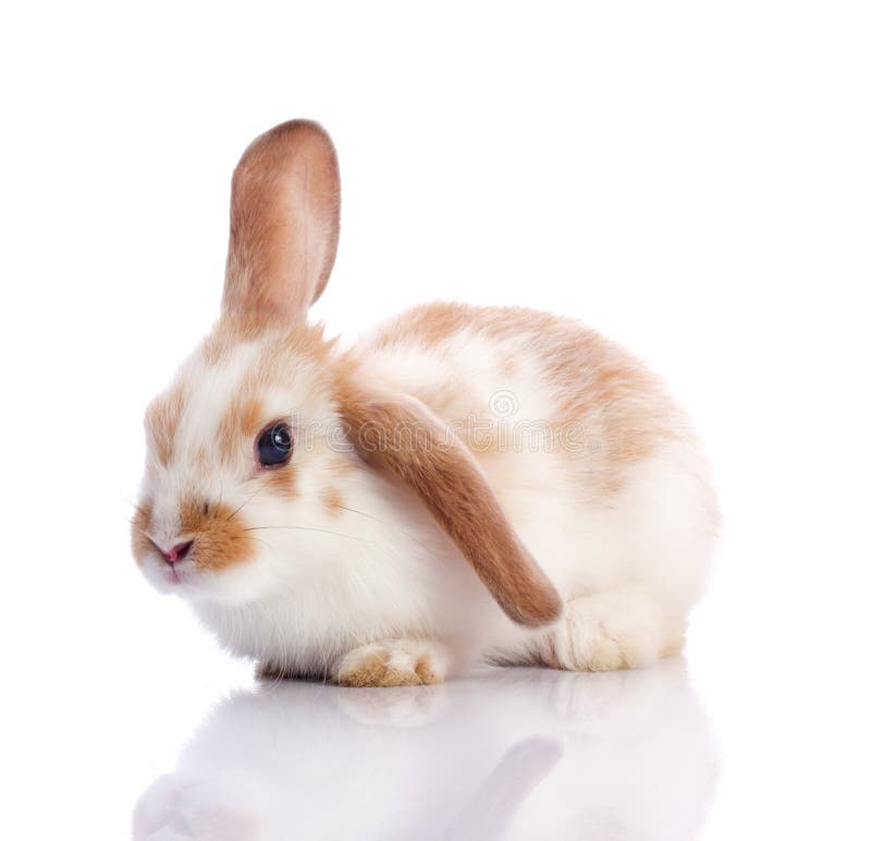 Fancy Rabbit and Easter Eggs Stock Image - Image of sitting, sweet ...