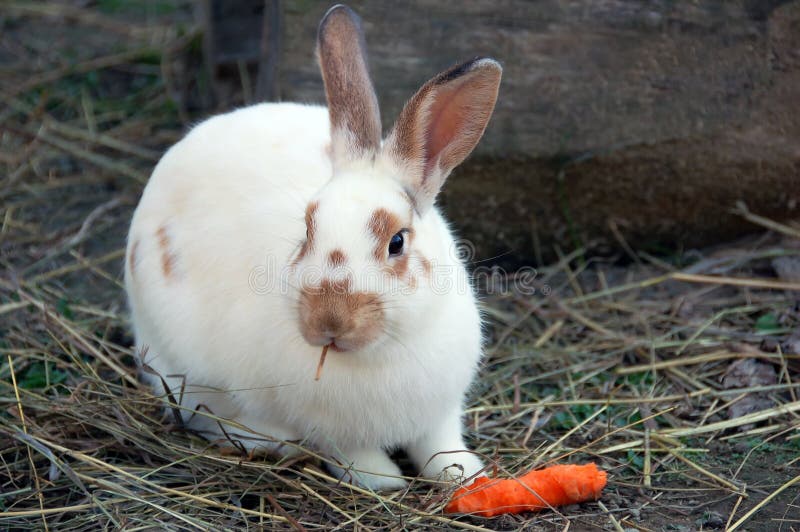 Cute rabbit stock image. Image of farm, nature, rabbit - 3675821