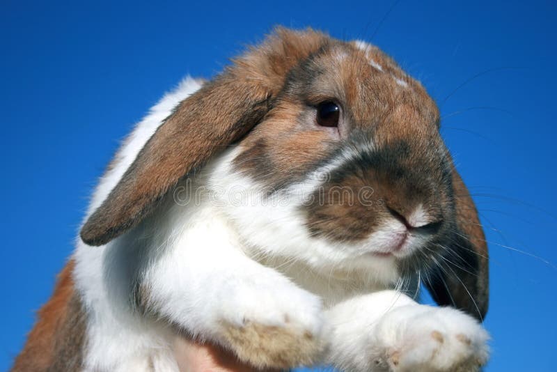 Cute rabbit stock image. Image of look, amusement, beauty - 7304069