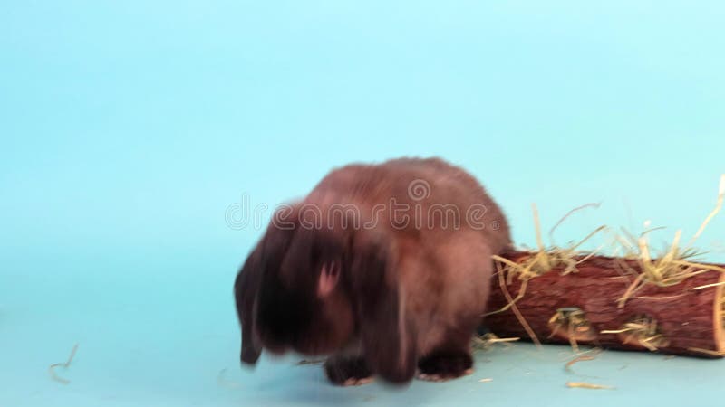 A Cute Rabbit with Big Ears Eating Hay Stock Video - Video of closeup ...
