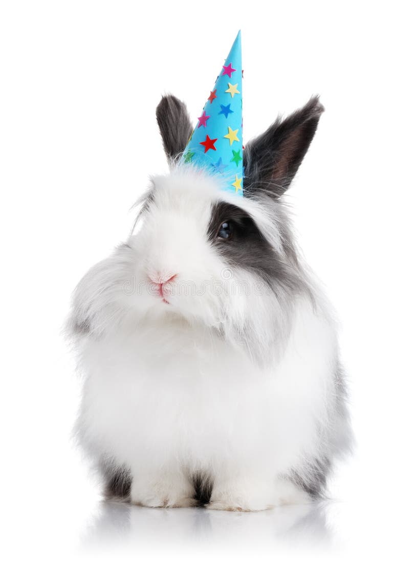 267 Cute Rabbit Birthday Hat Stock Photos - Free & Royalty-Free Stock ...