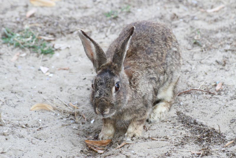 Cute Rabbit with Brown Fur Around the Beach Looking for Food Stock ...