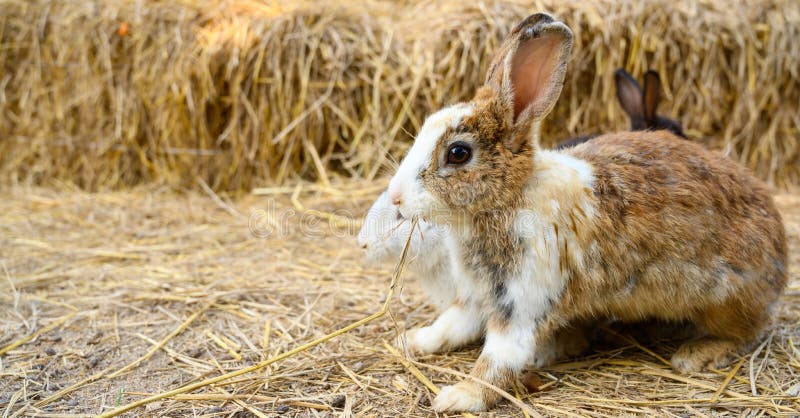 Cute Rabbit Bunny Domestic Pet on Straw. Rabbit Farm Stock Image ...