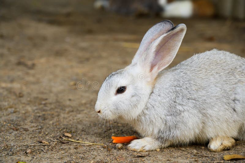 Cute Rabbit Bunny Domestic Pet on Straw. Rabbit Farm Stock Photo ...
