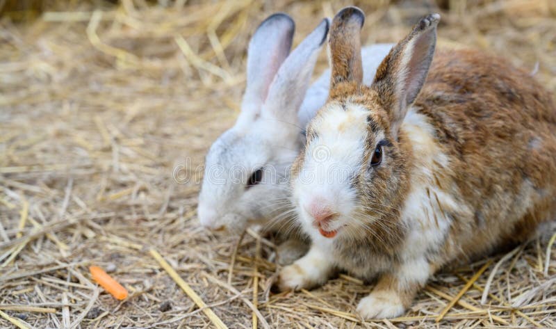 Cute Rabbit Bunny Domestic Pet on Straw. Rabbit Farm Stock Photo ...