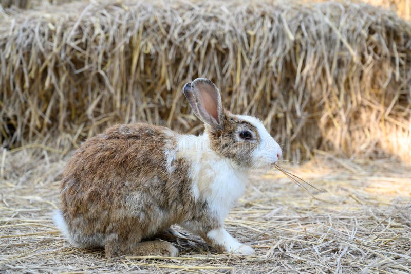 Cute Rabbit Bunny Domestic Pet on Straw. Rabbit Farm Stock Photo ...