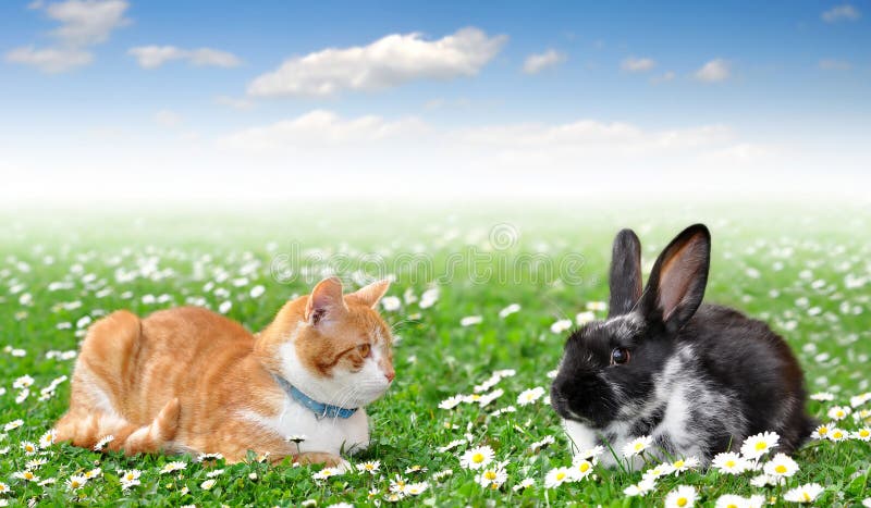 Cute rabbit with cat stock photo. Image of grass, kitten - 22539972