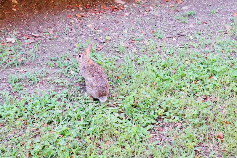 Cute rabbit stock image. Image of dallas, palm, building - 118997685