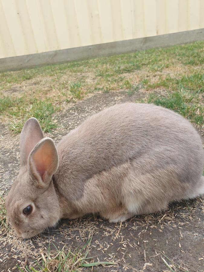 Cute Rabbit Eating Close Up Shot Stock Photo - Image of close, rabbit ...