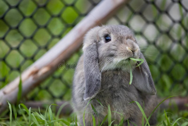 Cute Rabbit Eating Pellet Food from Owner Woman Hand. Hungry Rabbit ...