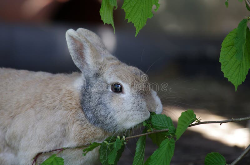A Cute Rabbit is Eating Green Leaves Stock Image - Image of leaf, fauna ...
