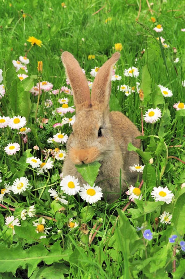 Cute Rabbit Eating Leaf in Summer Stock Image - Image of lagomorphs ...