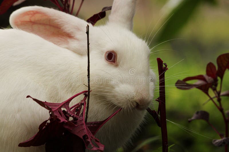 Cute rabbit eating plants stock photo. Image of cute - 223876730