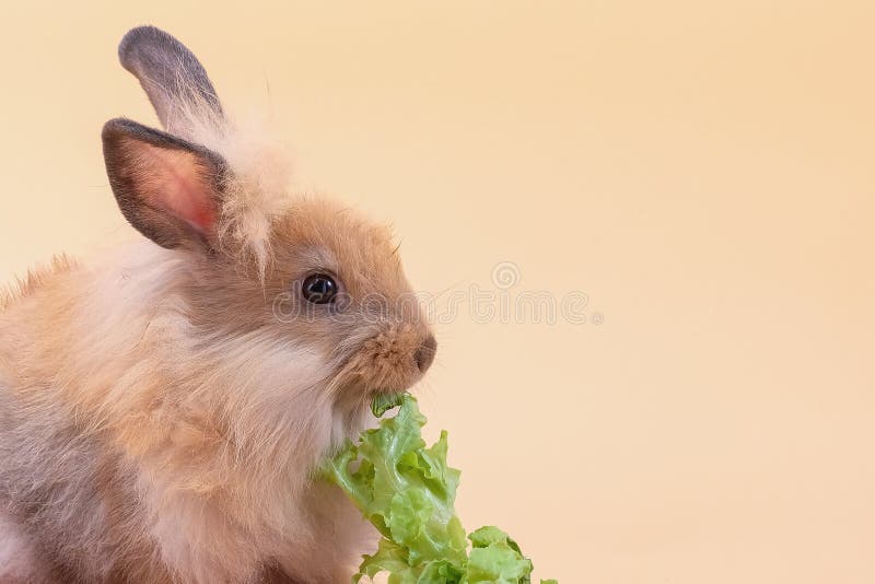 Cute Rabbit Eating Vegetables Stock Photo - Image of nature, little ...