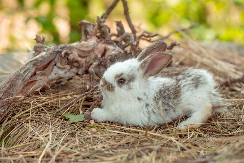 Cute Rabbit Exposed Roots Stock Photos - Free & Royalty-Free Stock ...