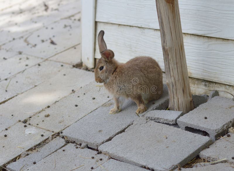 Cute rabbit in the farm stock image. Image of mammal - 304330989