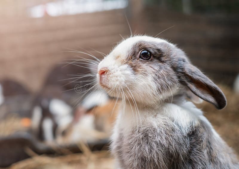 Cute rabbit on a farm stock image. Image of mammal, cuddle - 263640869