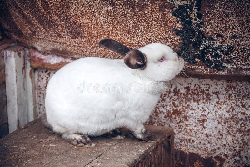 Cute rabbit in farm stock photo. Image of live, animal - 43341824