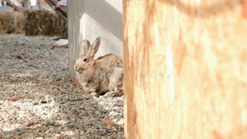 Cute rabbit on the farm stock image. Image of adorable - 342336489