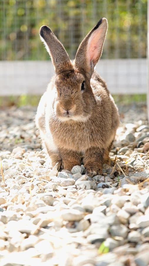 Cute rabbit on the farm stock image. Image of spring - 342336623