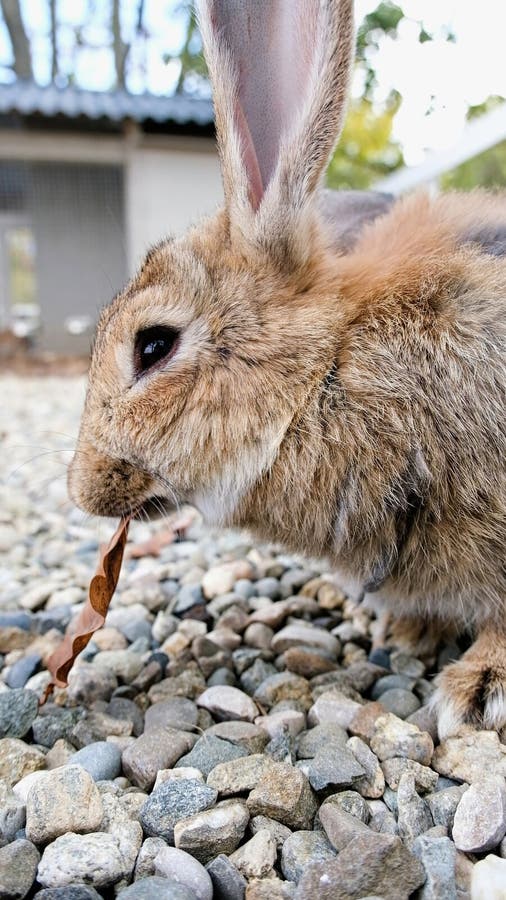 Cute rabbit on the farm stock photo. Image of little - 342336670