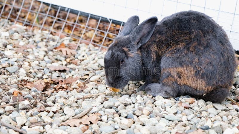 Cute rabbit on the farm stock image. Image of animal - 342336677