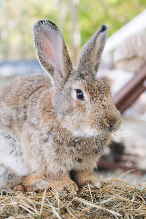 Cute rabbit on the farm stock image. Image of spring - 342336711
