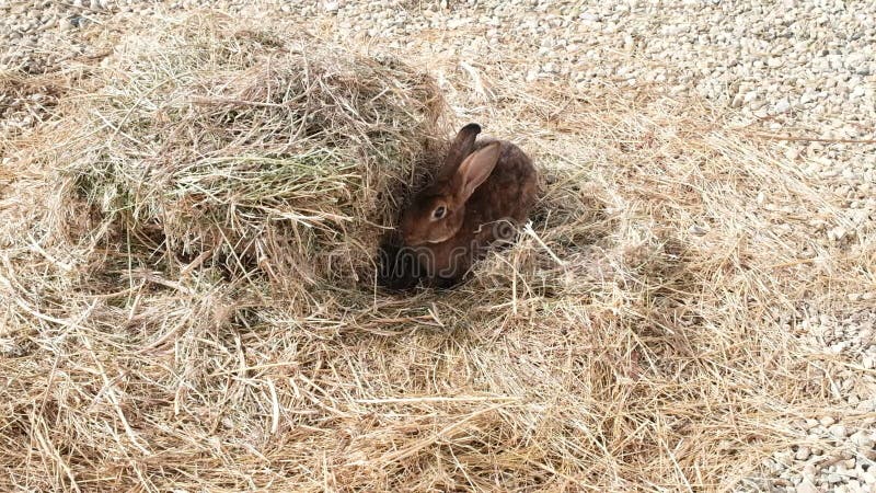 Cute rabbit on the farm stock video. Video of animal - 342949561