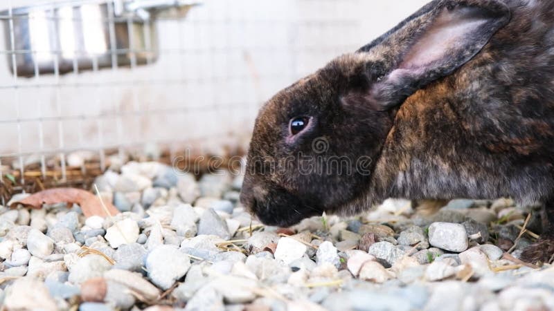Cute rabbit on the farm stock footage. Video of cute - 342936920