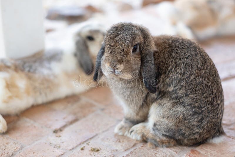 Cute rabbit in farm stock image. Image of animals, animal - 115073297