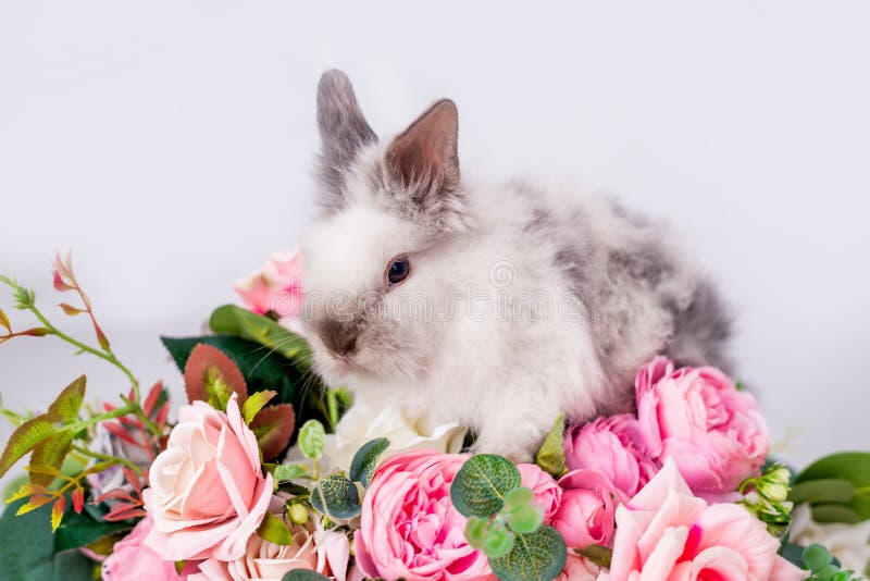 8,077 Cute Rabbit Flowers Photos - Free & Royalty-Free Stock Photos ...