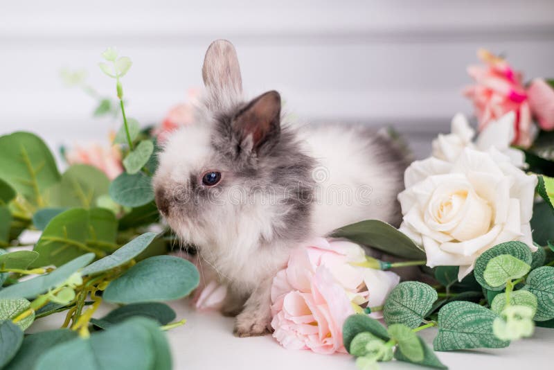 Cute Rabbit in Flowers on a White Background. Fluffy Easter Bunny Stock ...