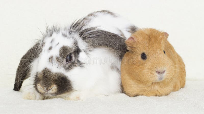 Two Friends: a Guinea Pig and a Rabbit Lie Side by Side in the House ...