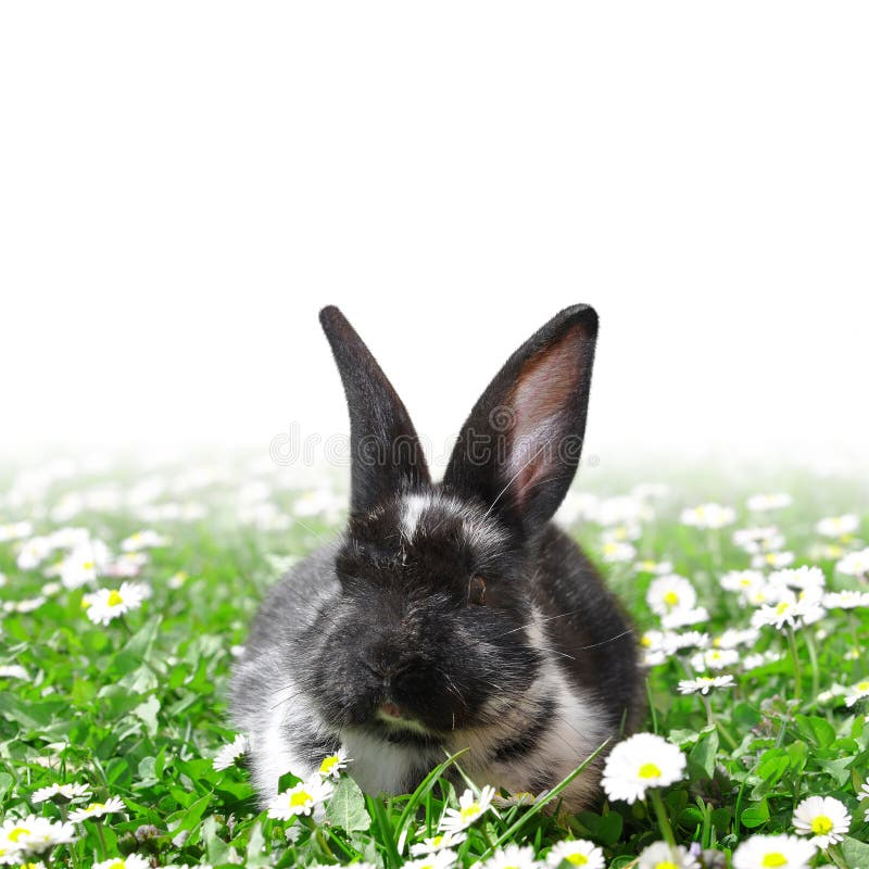 Cute Rabbit stock photo. Image of lawn, countryside, bunny - 39666964