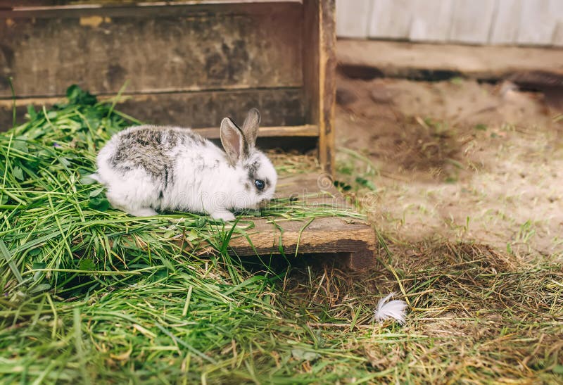 Cute Rabbit in Grass on Farm Stock Image - Image of rabbit, farm: 186343345