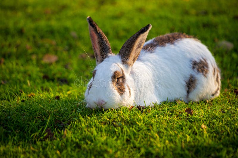 Cute rabbit on a grass stock image. Image of ears, pets - 179120997
