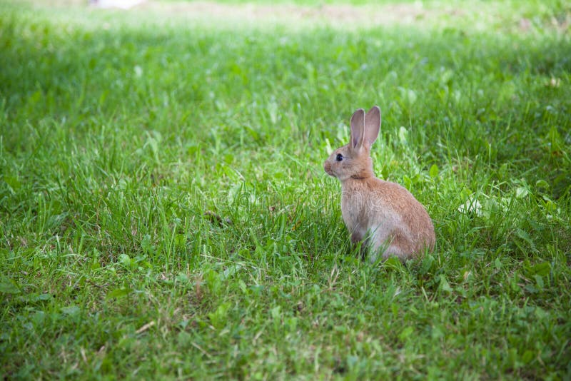 Cute rabbit on the grass stock photo. Image of beams - 80082826