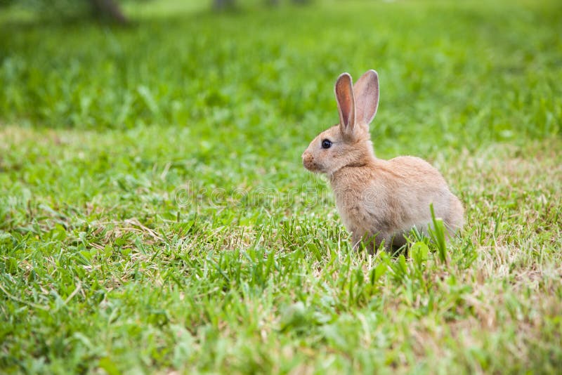 Cute rabbit on the grass stock photo. Image of card, beautiful - 80082844