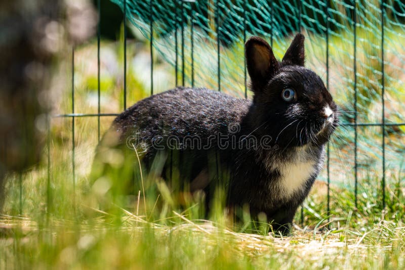 A rabbit in the grass stock photo. Image of bunny, portrait - 183877310
