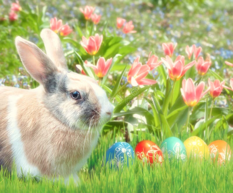 Cute Rabbit in the Grass with Tulips Stock Photo - Image of young ...