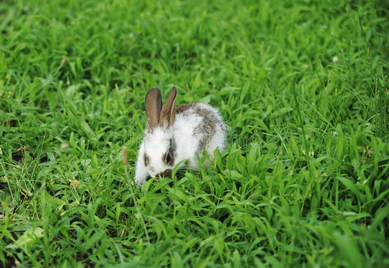 Cute rabbit on the grass stock photo. Image of eyes - 226027906