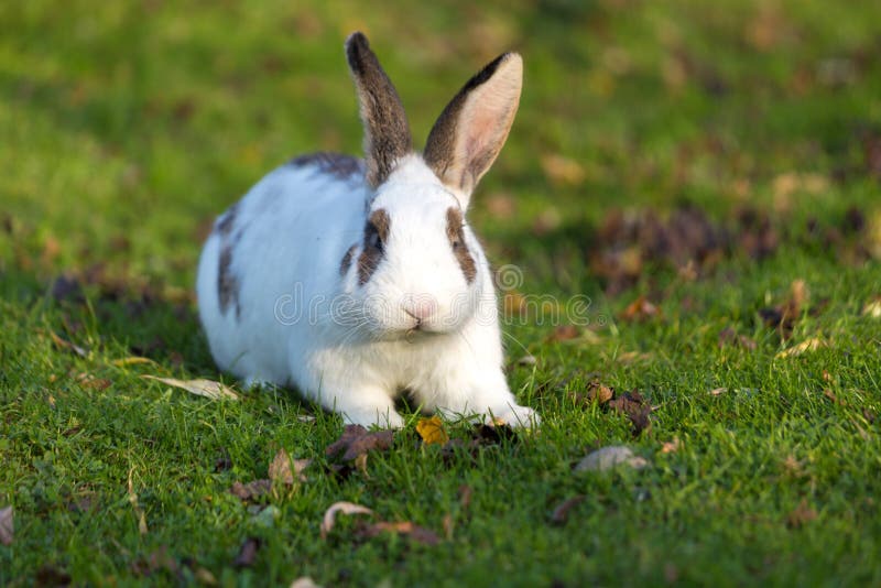 Cute Rabbit Grazing on the Grass. Stock Image - Image of holiday ...